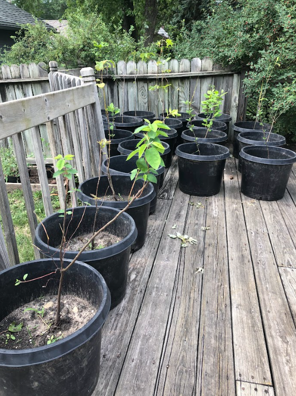 Tree Planting Initiatives