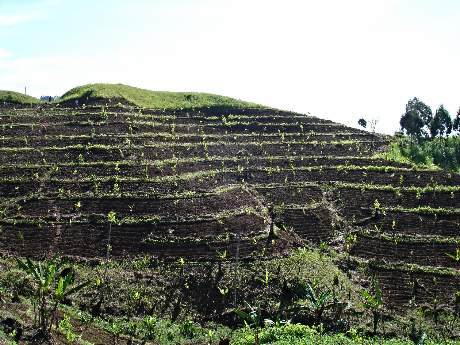 Proper method in cultivating a sloping area — Plant the Planet