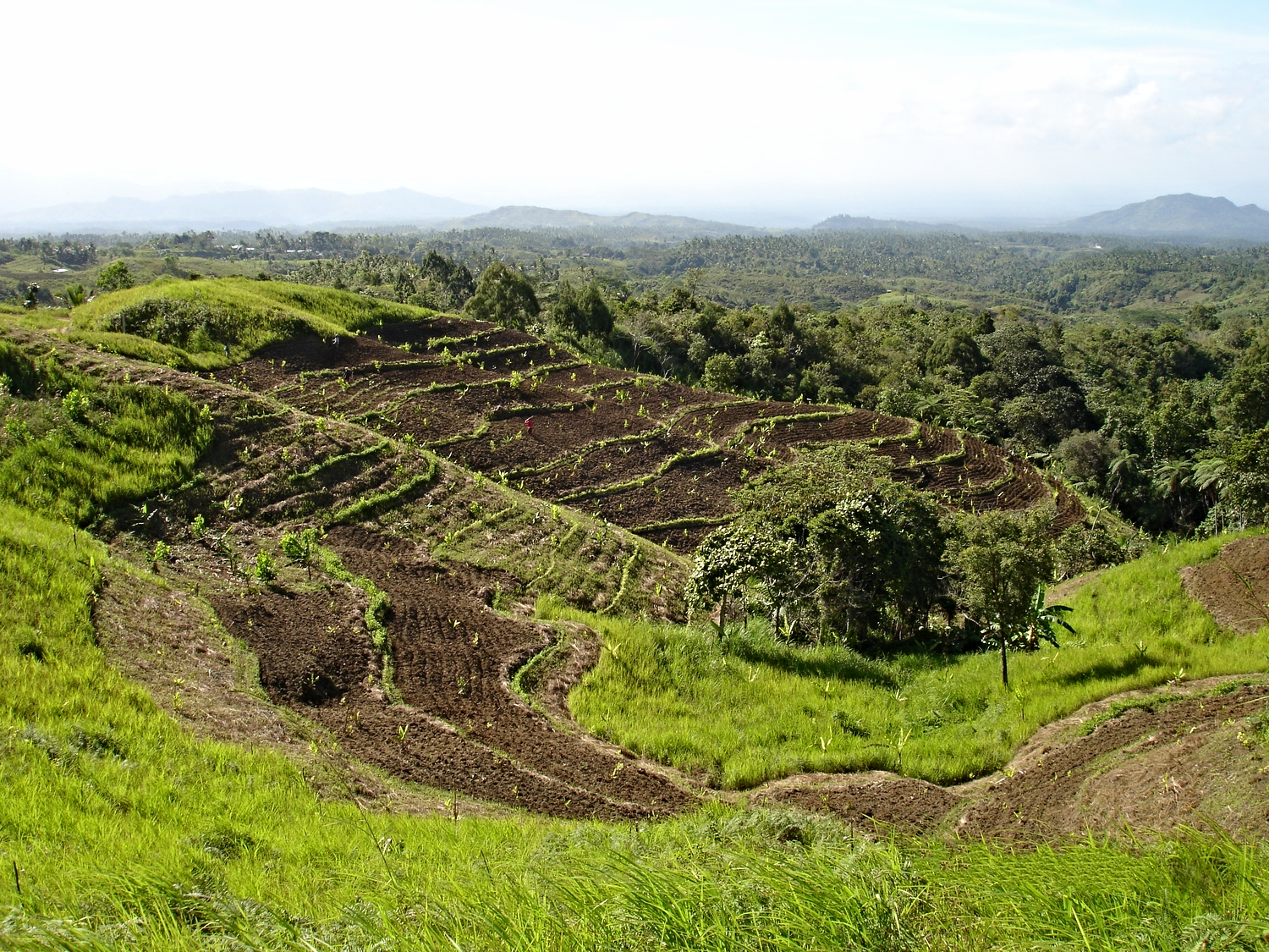 Proper method in cultivating a sloping area — Plant the Planet