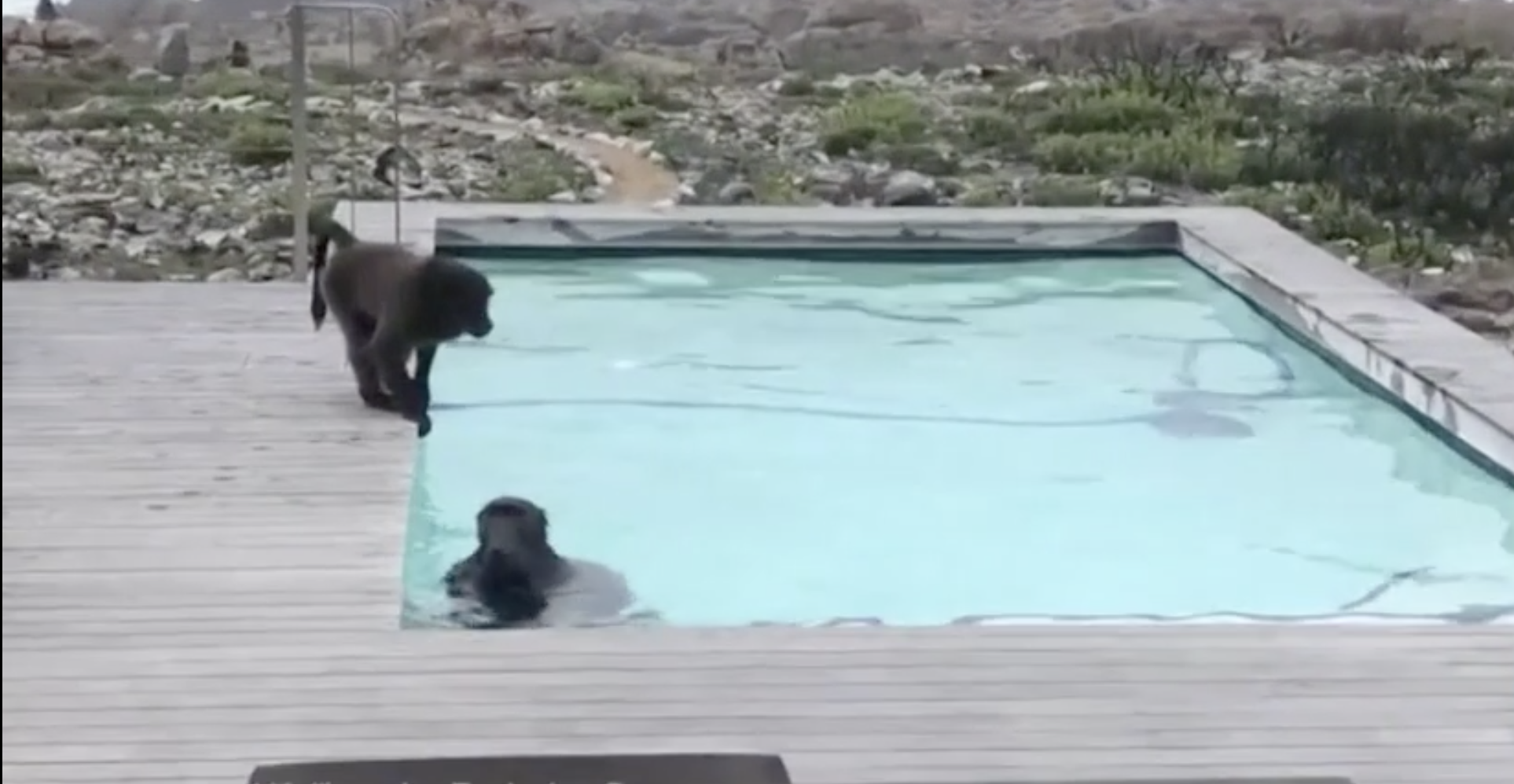 The Gorilla in your Pool! — Poolview Limited