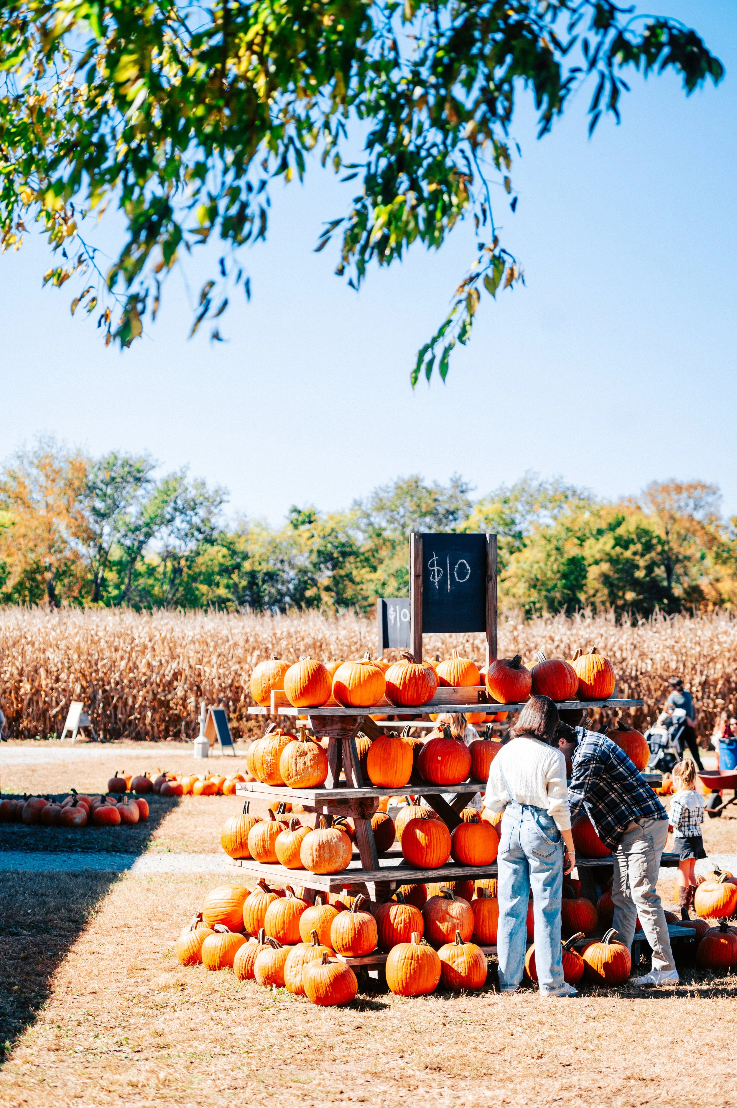 Fall — THE GENTRY FARM