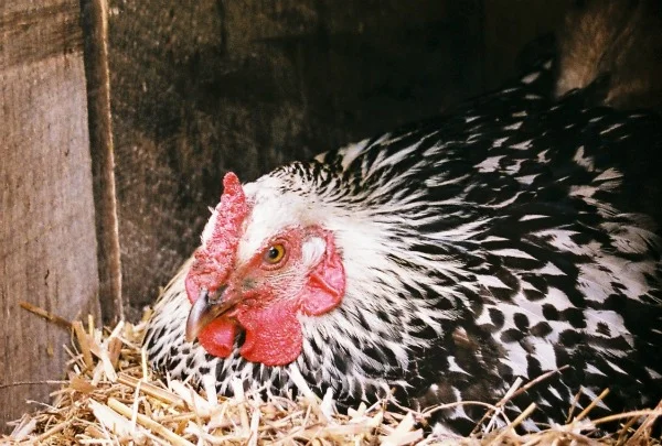 Chicken — BERKSHIRE FOOD + TRAVEL