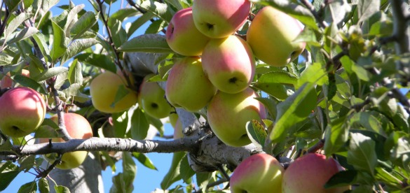 Apple Season — BERKSHIRE FOOD + TRAVEL