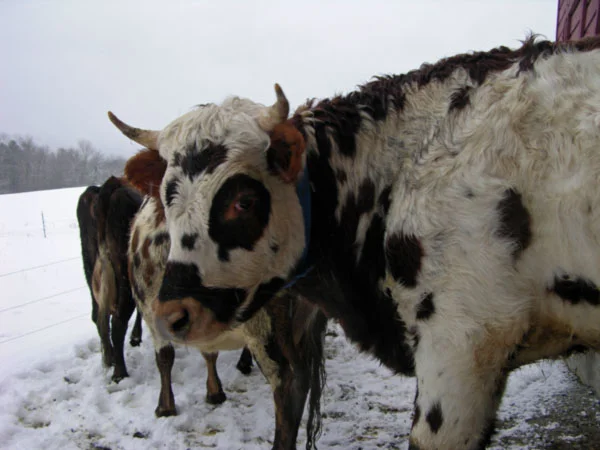 Blue Hill Farm — BERKSHIRE FOOD + TRAVEL