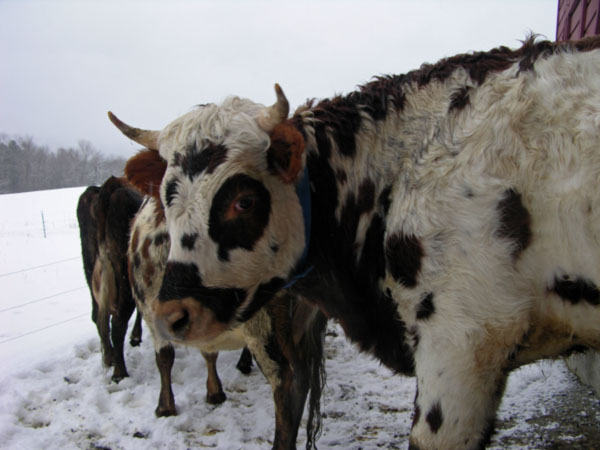 Blue Hill Farm — BERKSHIRE FOOD + TRAVEL