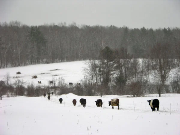Blue Hill Farm — BERKSHIRE FOOD + TRAVEL