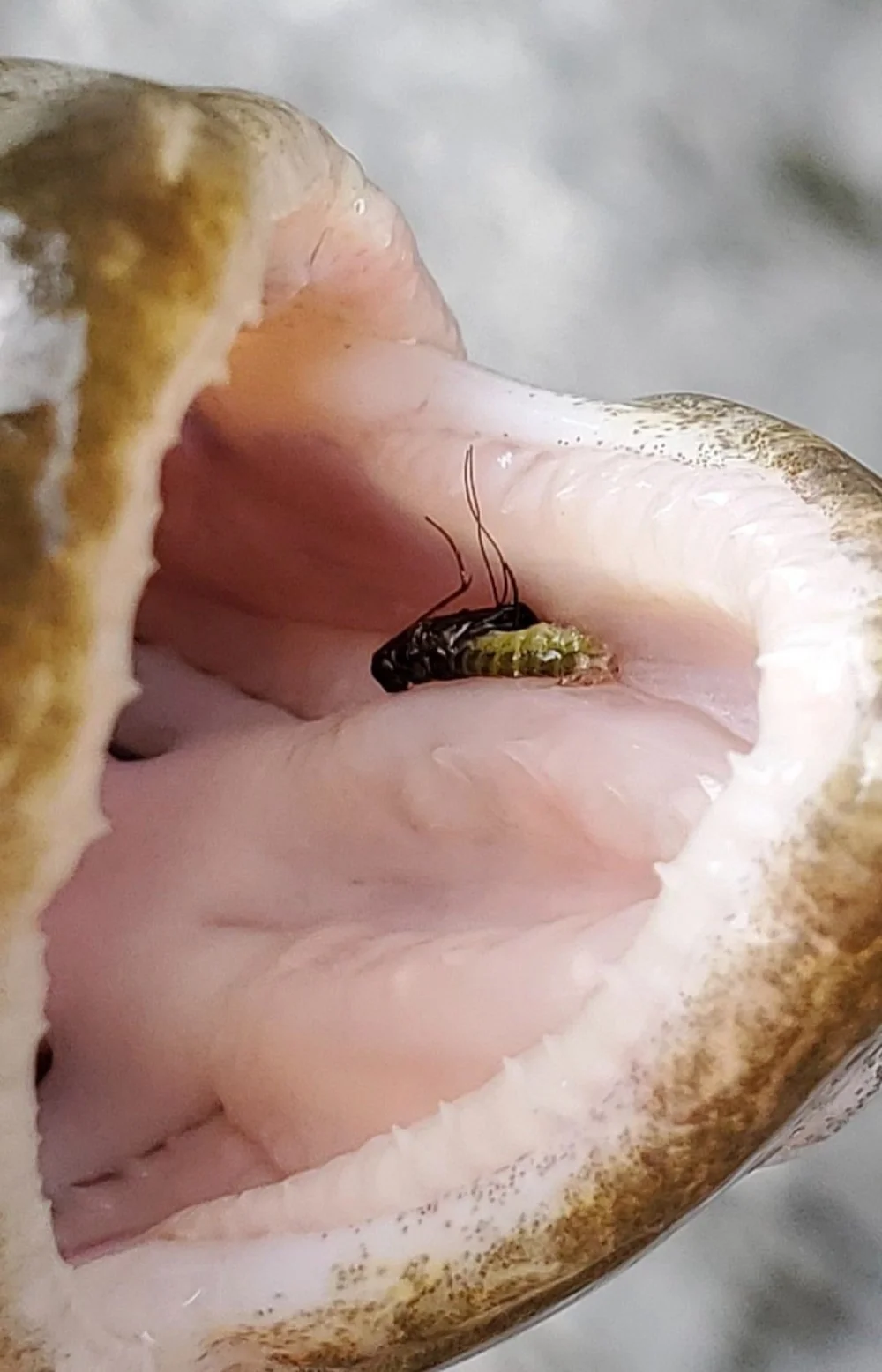 Fly Fishing the “Mother’s Day Caddisfly Hatch” in Minnesota — Trout ...