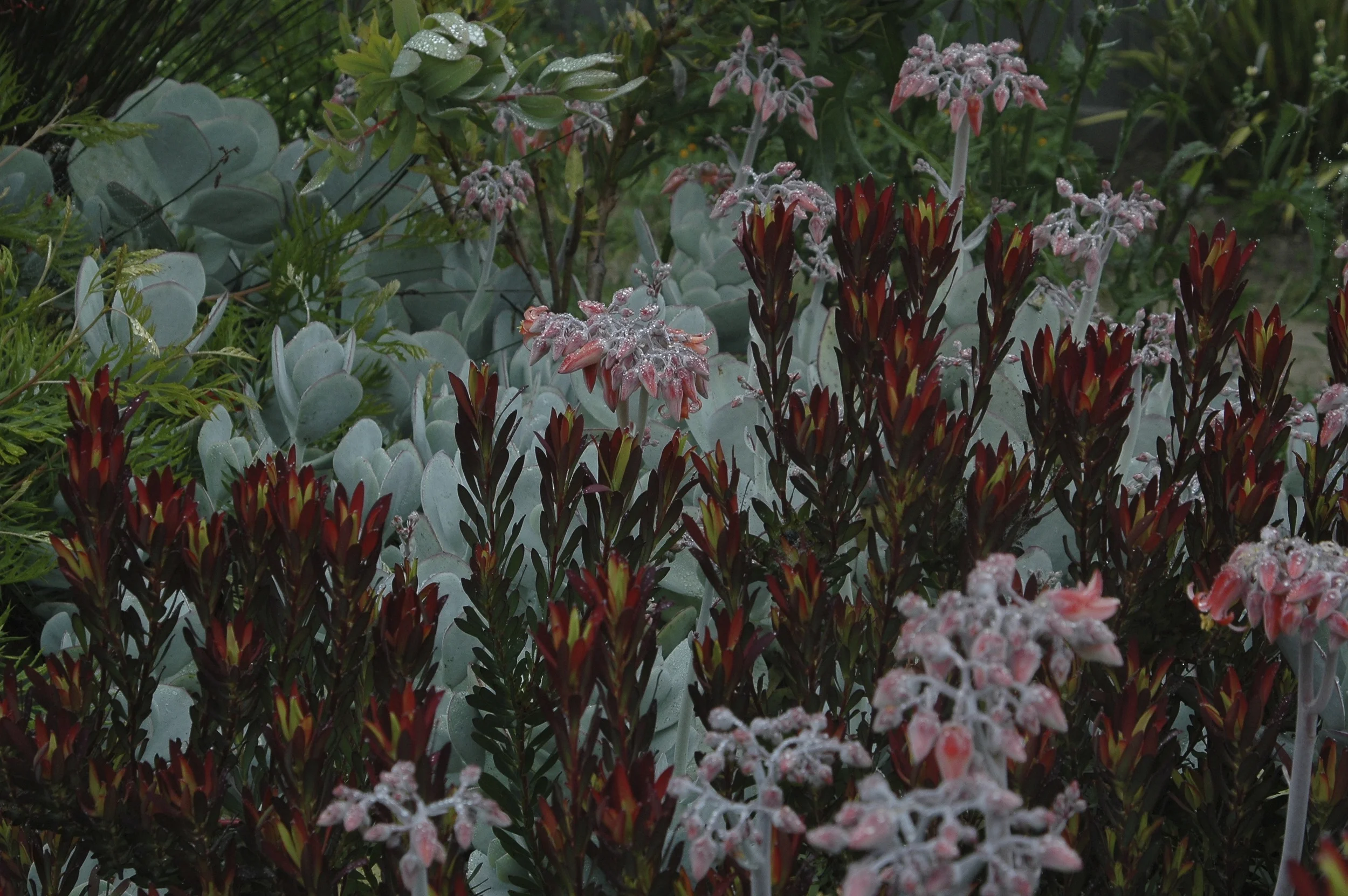color — dig-it Landscape Design