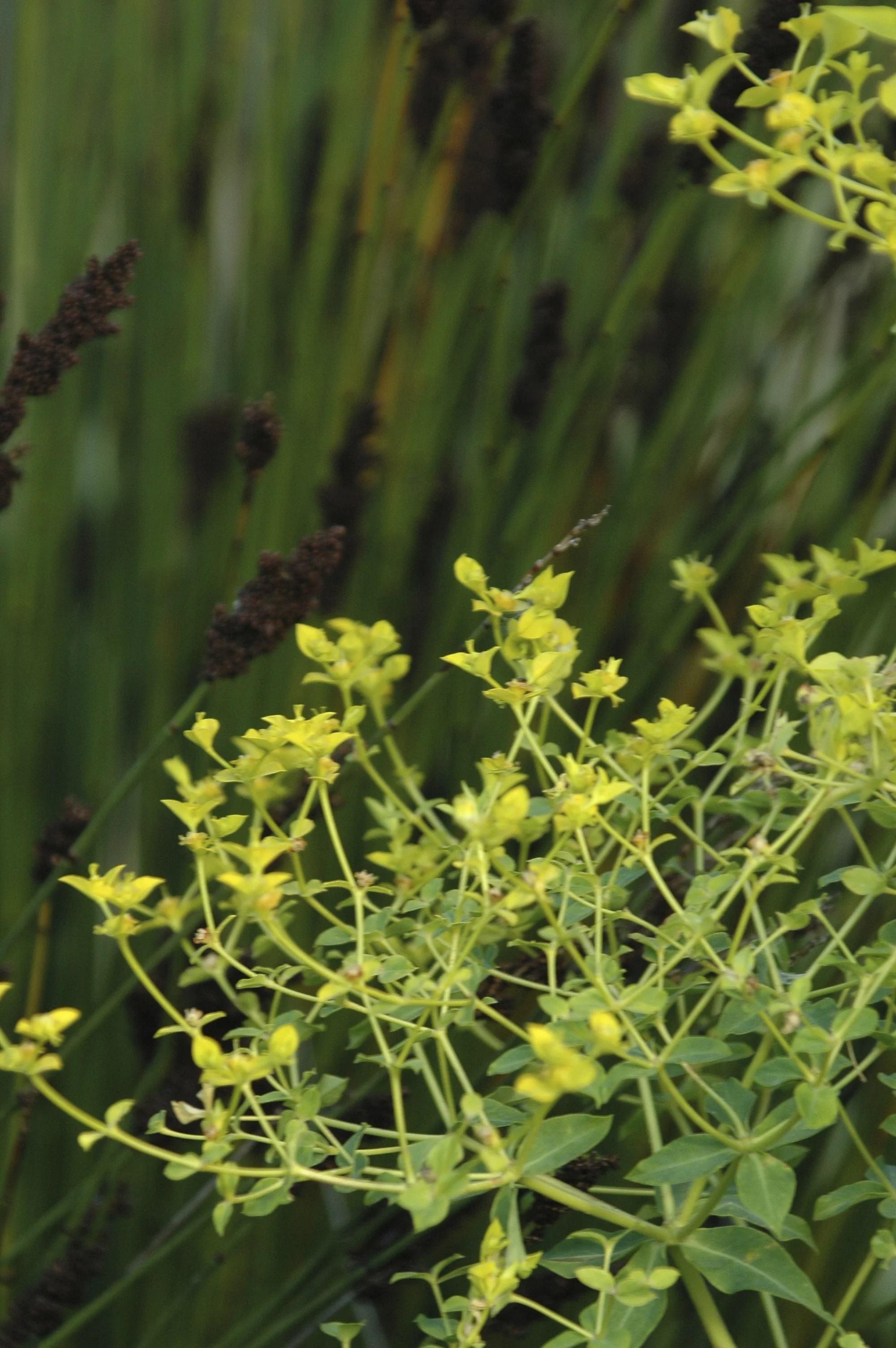 color — dig-it Landscape Design