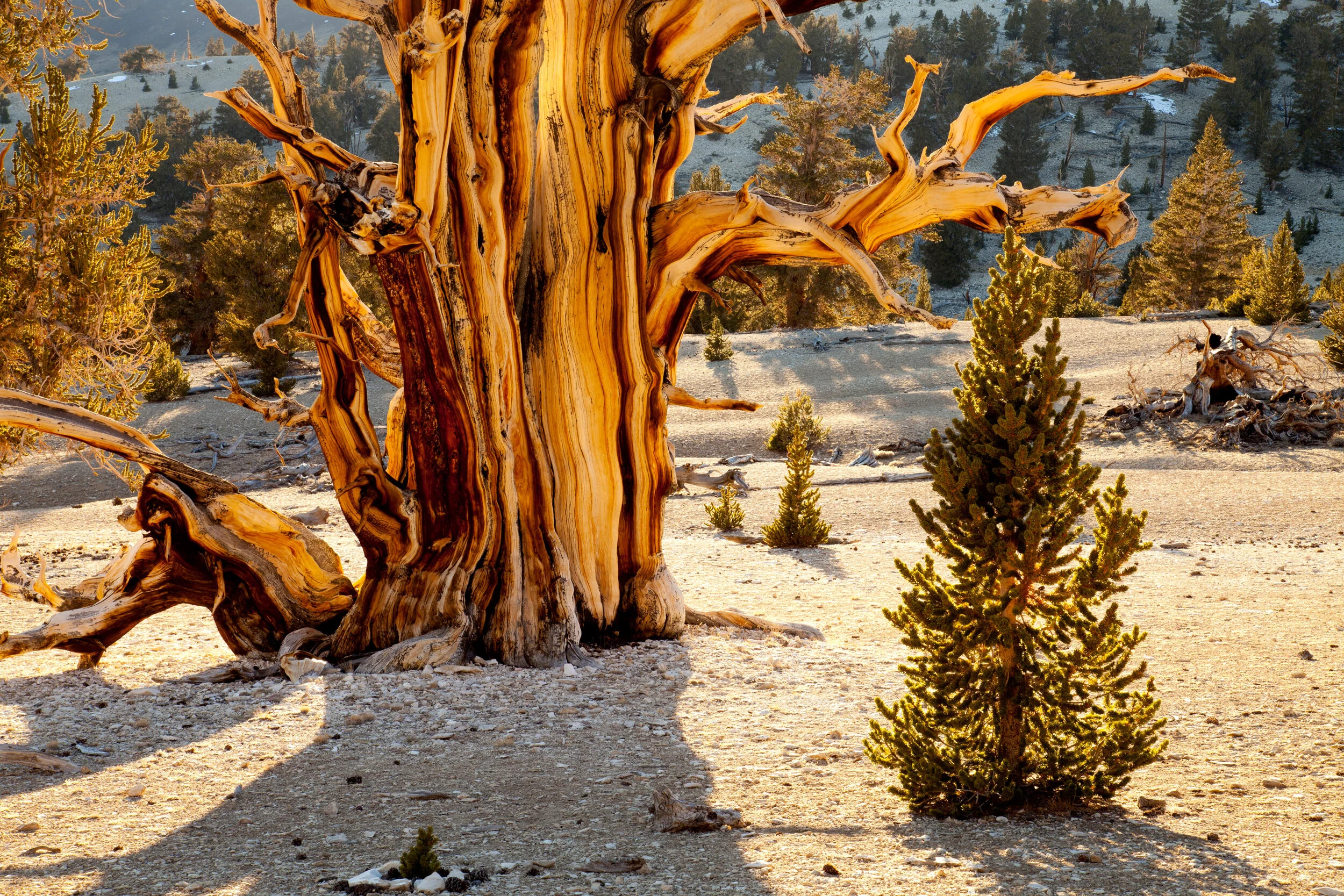 Bristlecone Pine Tree Landscape