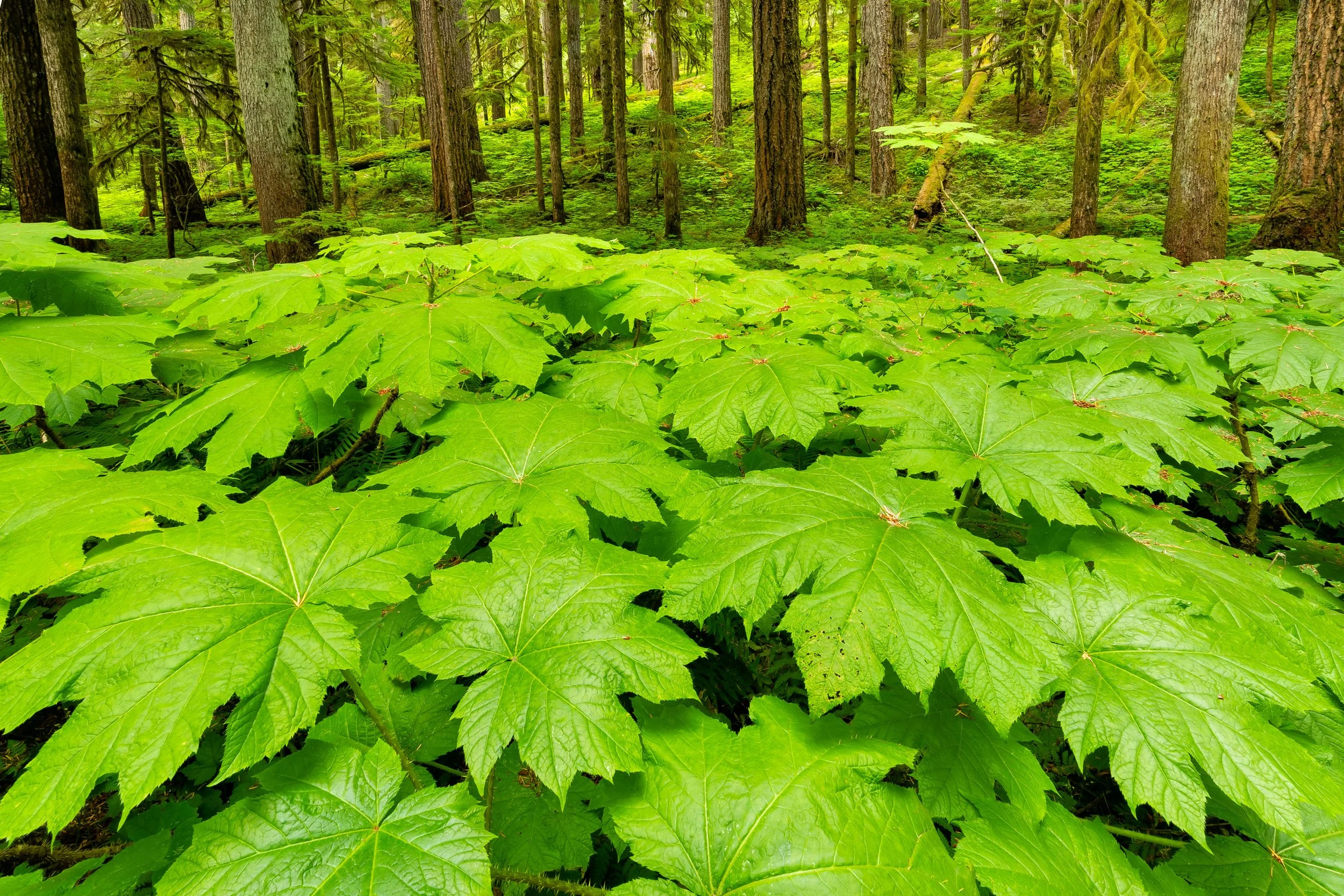 Flora and trees from the Pacific Northwest and western United States ...