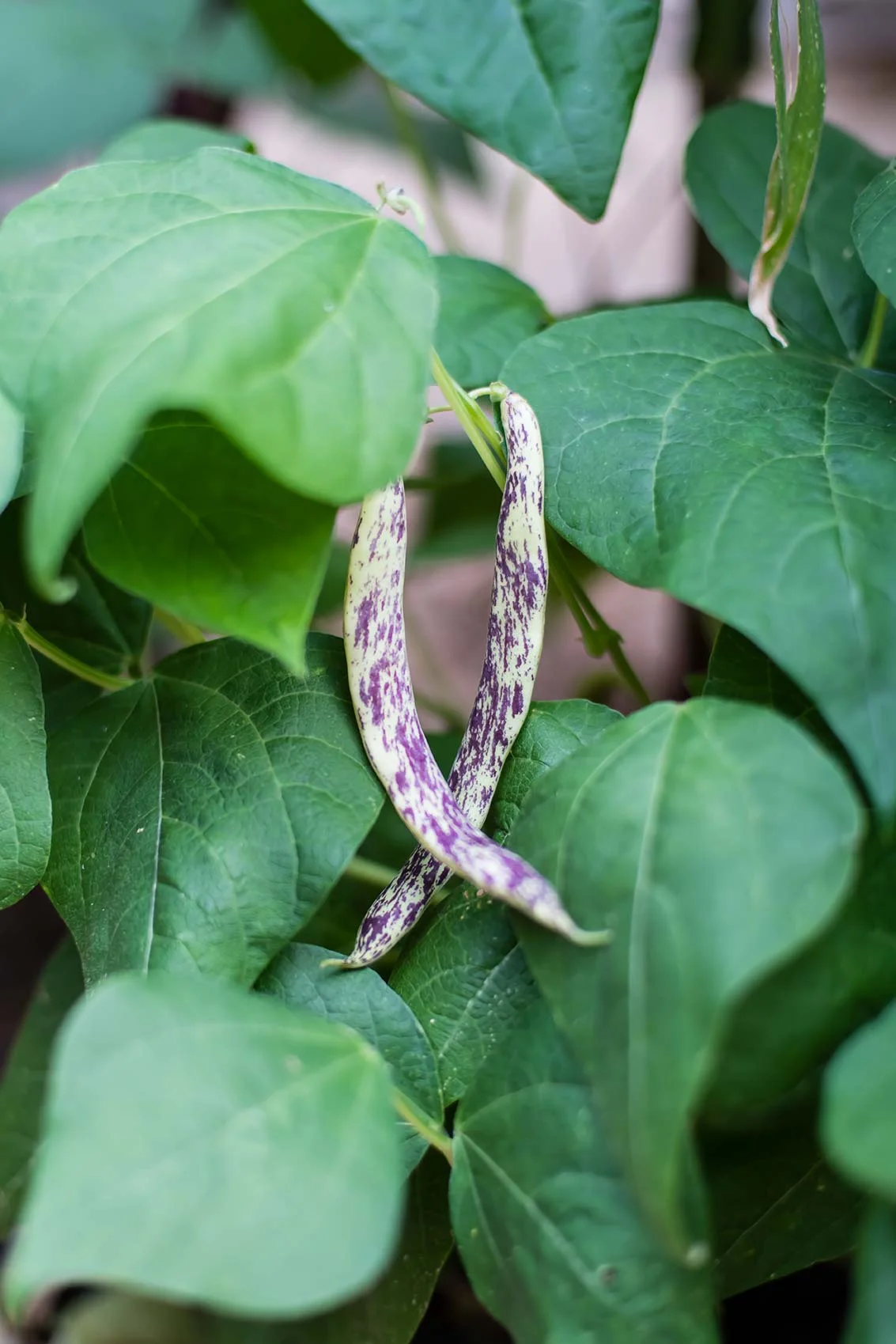 Other — Blog — Foraged Dish