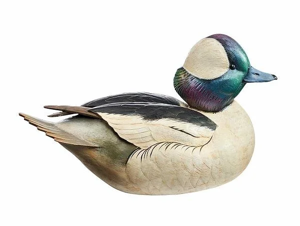 Bufflehead Duck Decoys