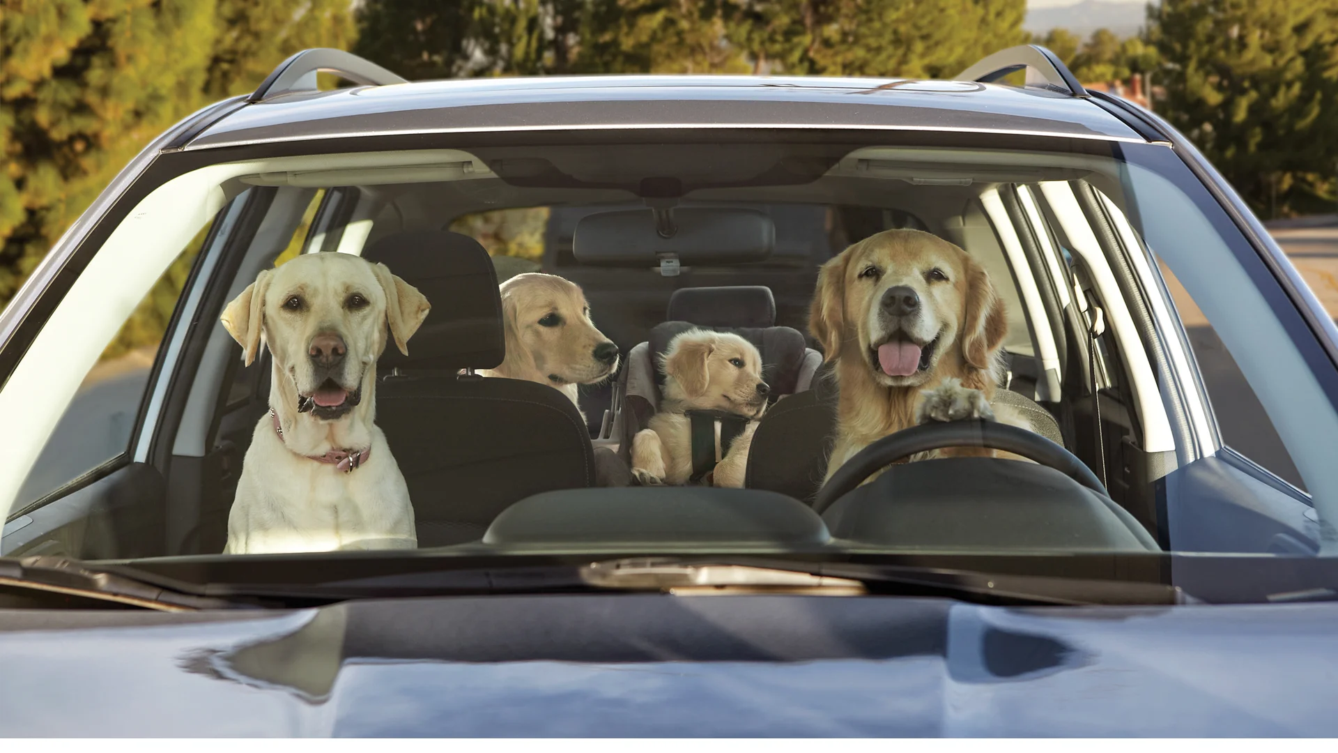Dogs Driving Cars Subaru