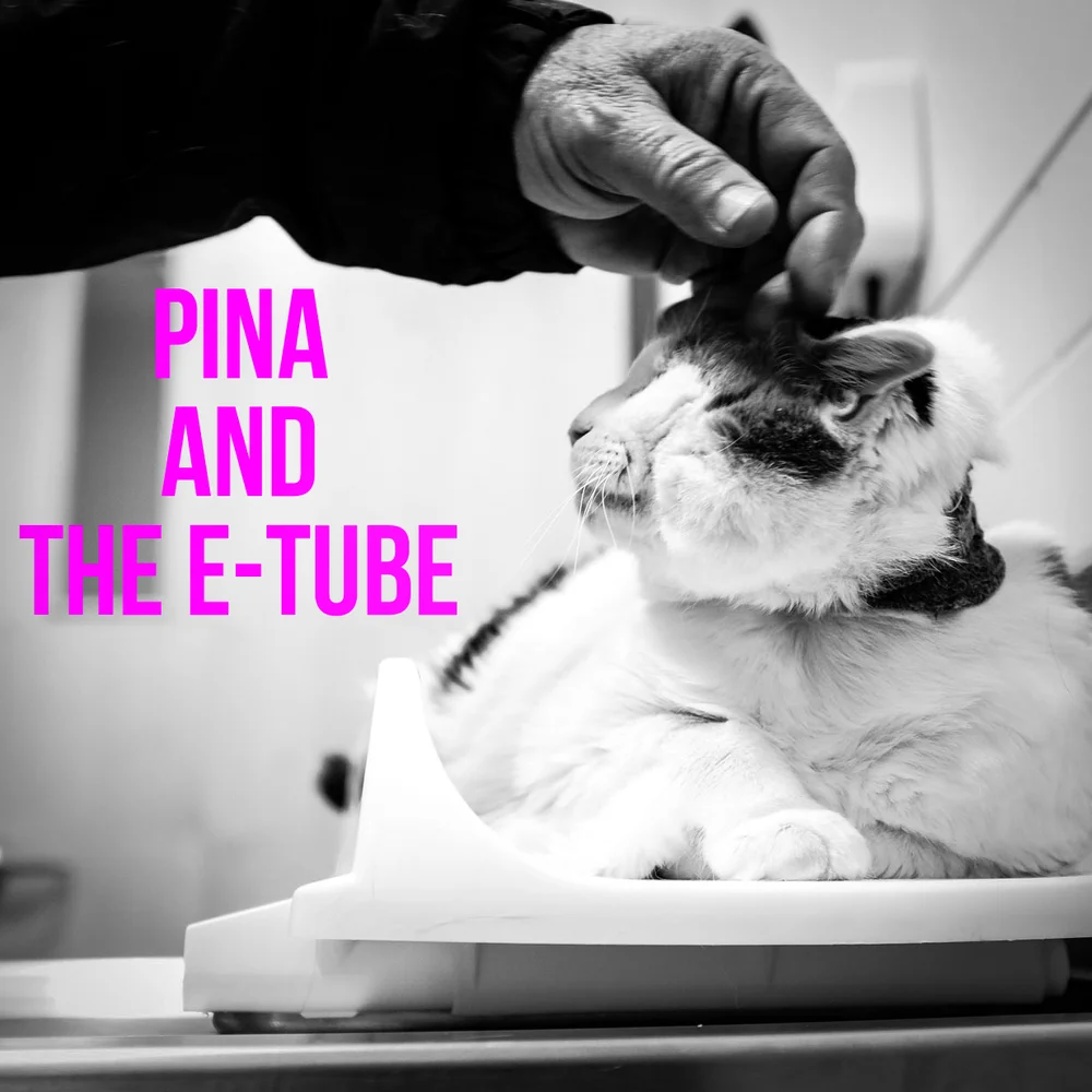 Pina & the e-tube — I Will Help Your Cat