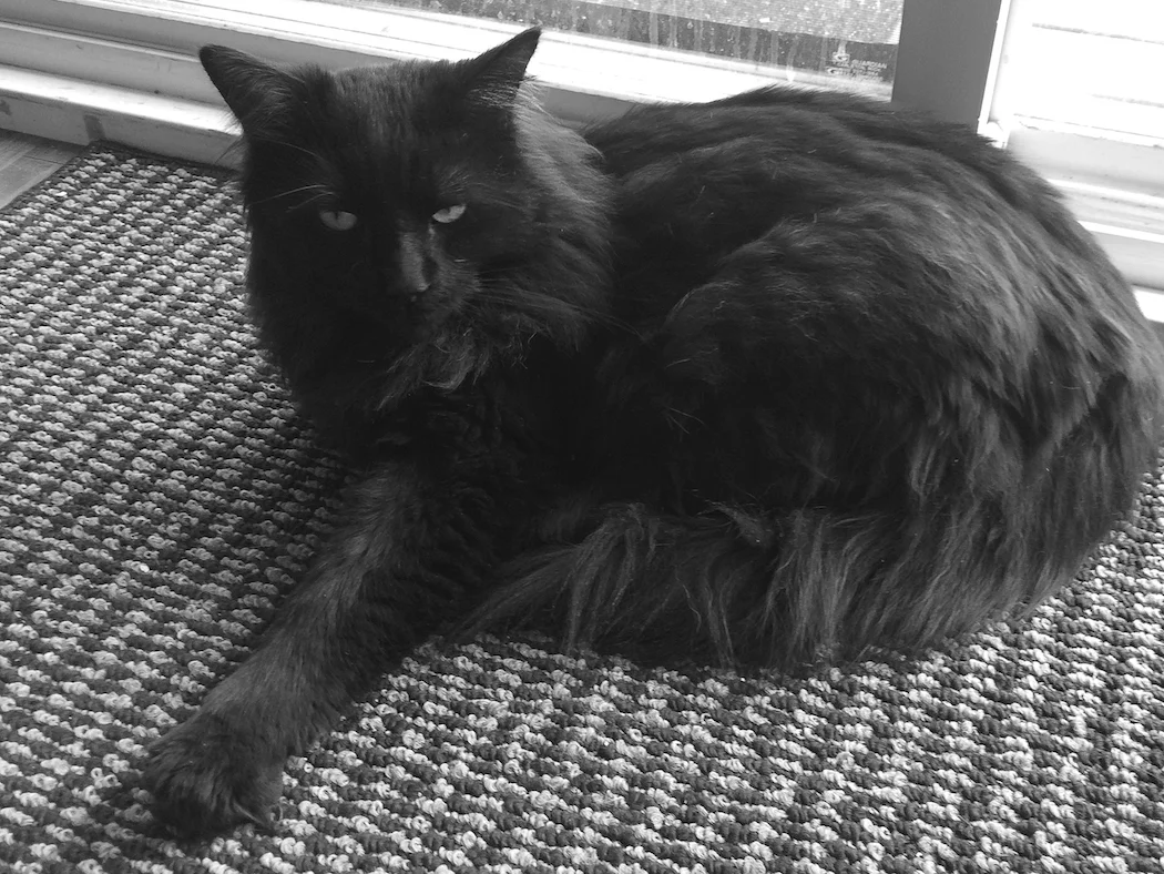 Would you adopt an FIV (feline immunodeficieny virus) cat? — I Will ...