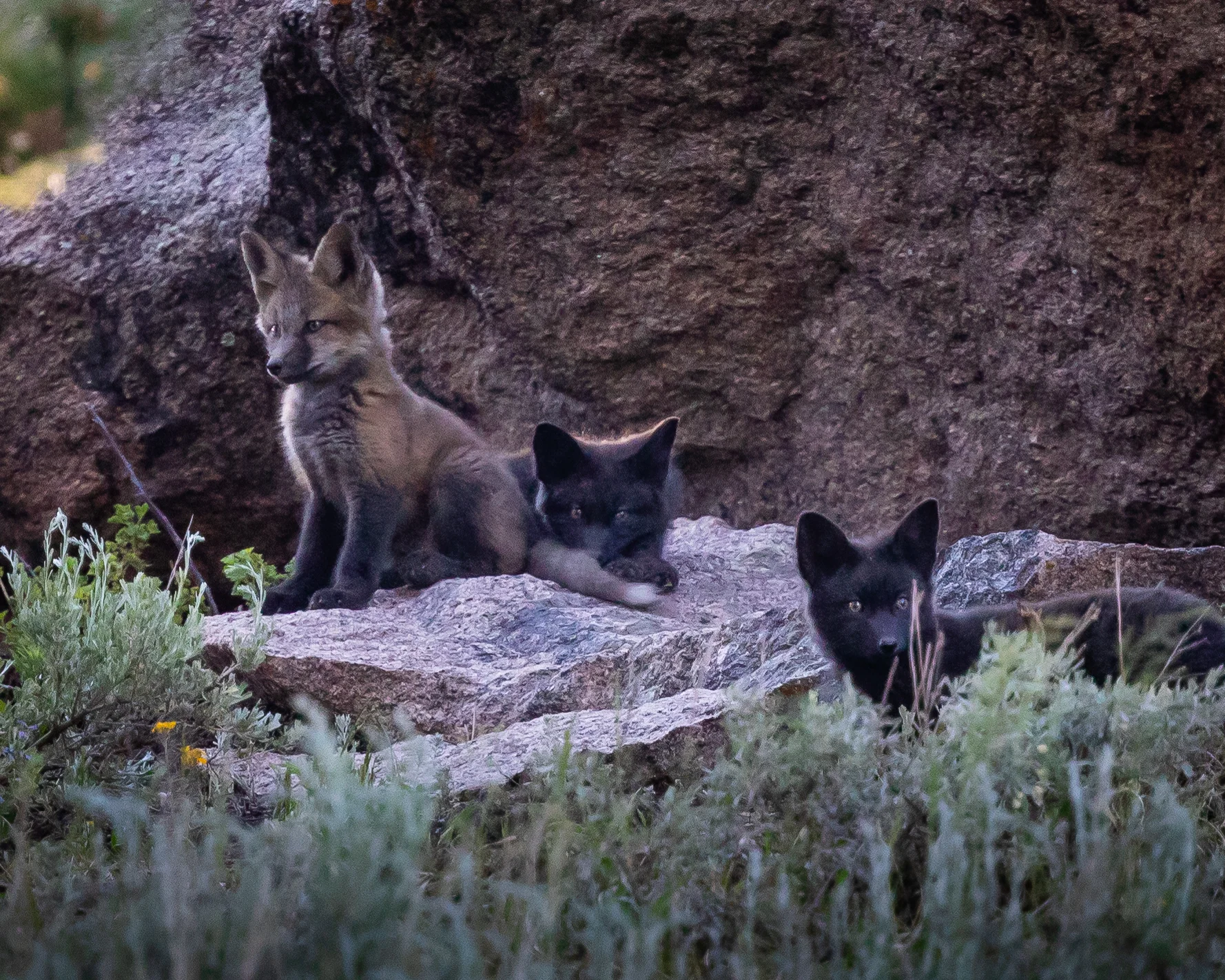 Domestic Silver Fox Kits