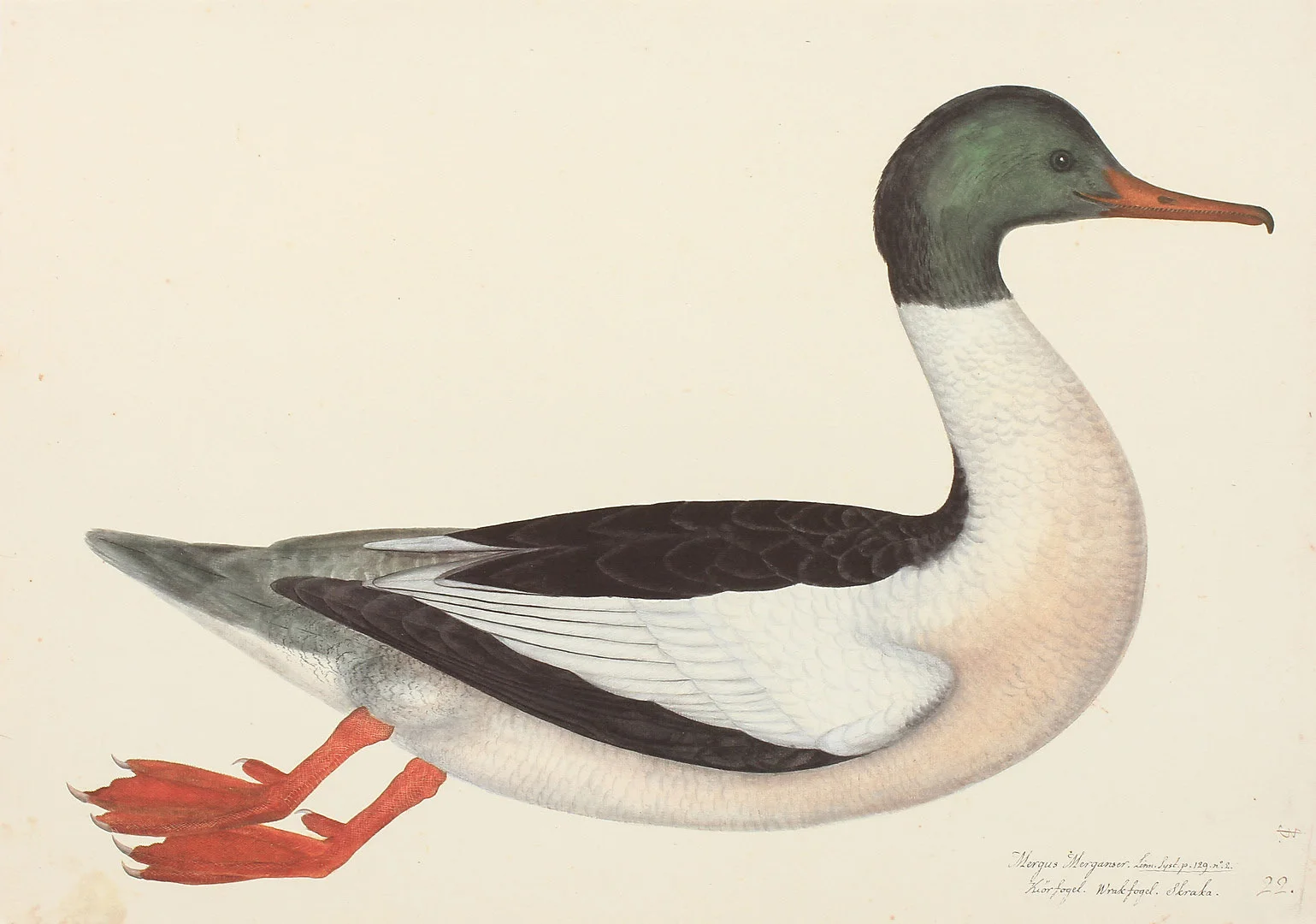 Olof Rudbeck Swedish Bird Goosander Duck Prints — MUSEUM OUTLETS