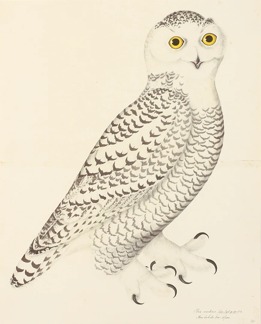 Swedish Bird Prints by Olof Rudbeck — MUSEUM OUTLETS