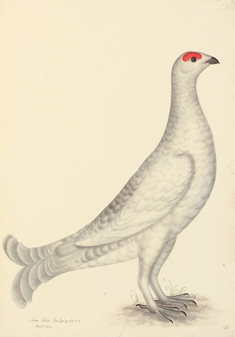 Swedish Bird Prints by Olof Rudbeck — MUSEUM OUTLETS