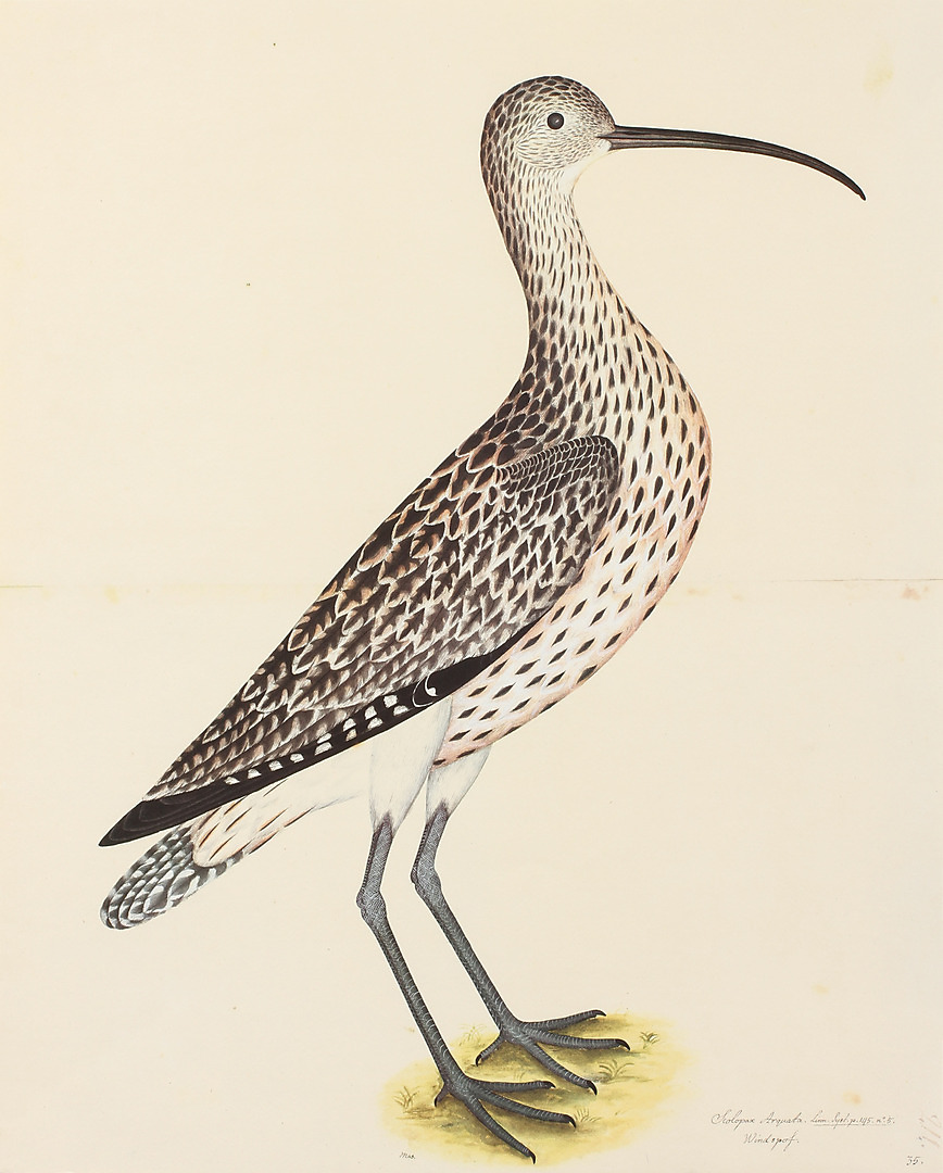 Swedish Bird Prints by Olof Rudbeck — MUSEUM OUTLETS
