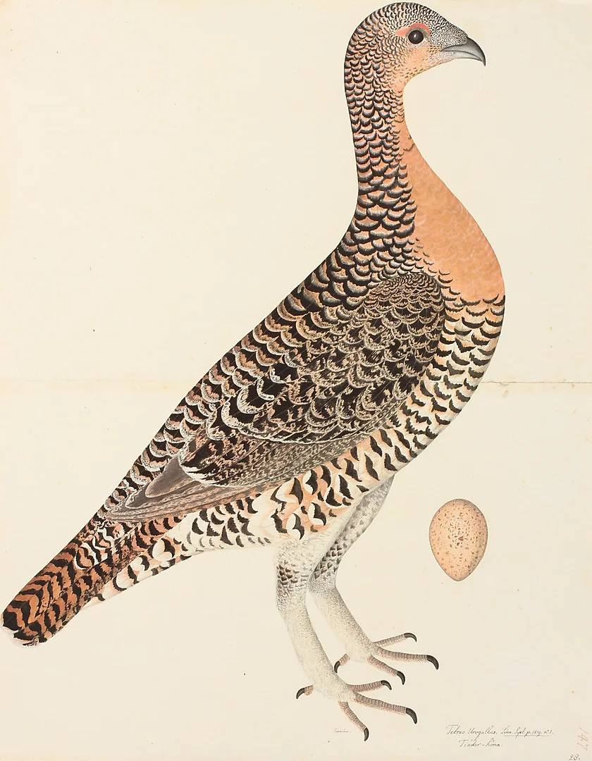Swedish Bird Prints by Olof Rudbeck — MUSEUM OUTLETS