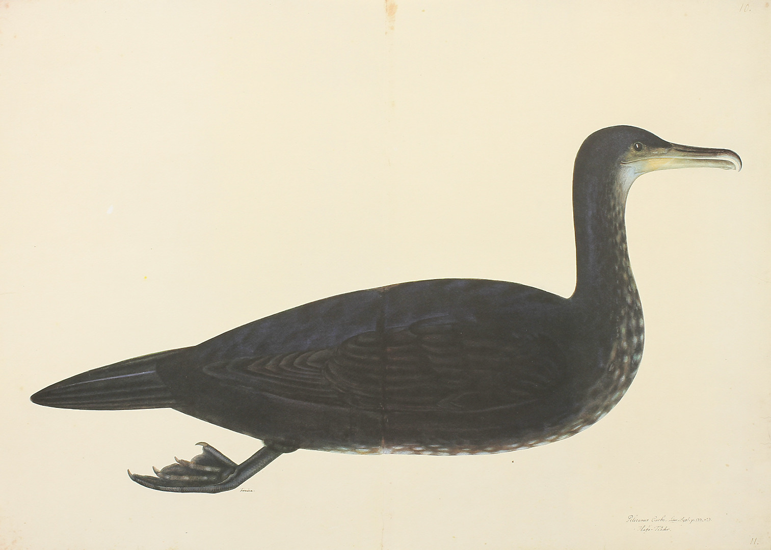 Olof Rudbeck Birds — MUSEUM OUTLETS