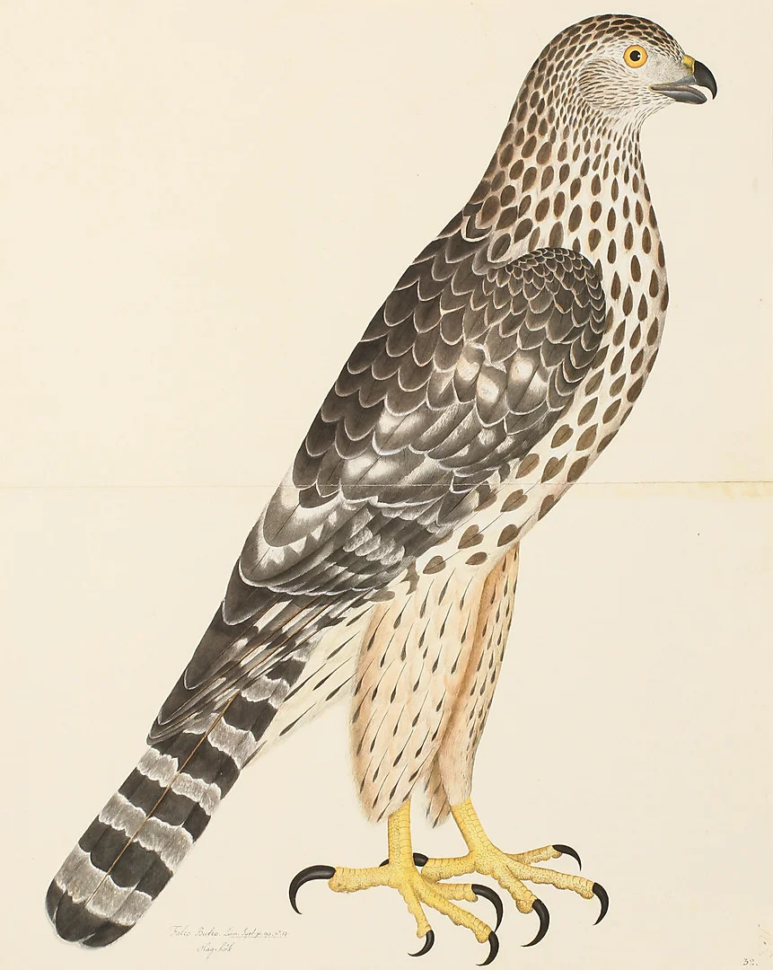 Olof Rudbeck Goshawk Swedish Bird Prints — MUSEUM OUTLETS