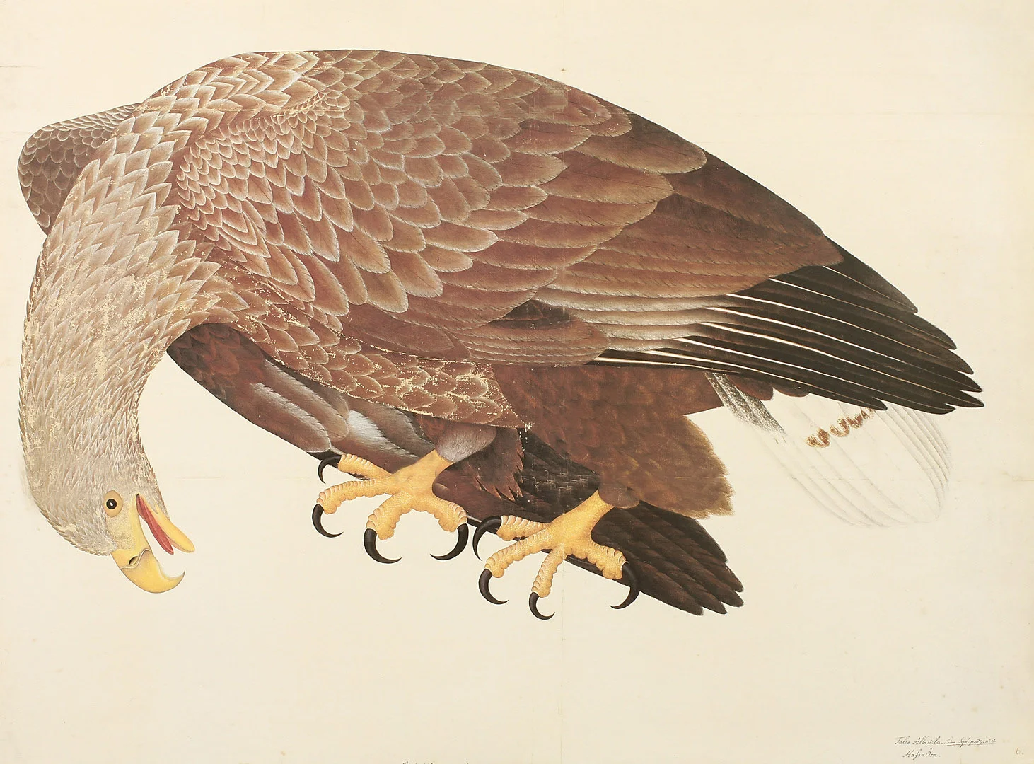 Swedish Bird Prints by Olof Rudbeck — MUSEUM OUTLETS