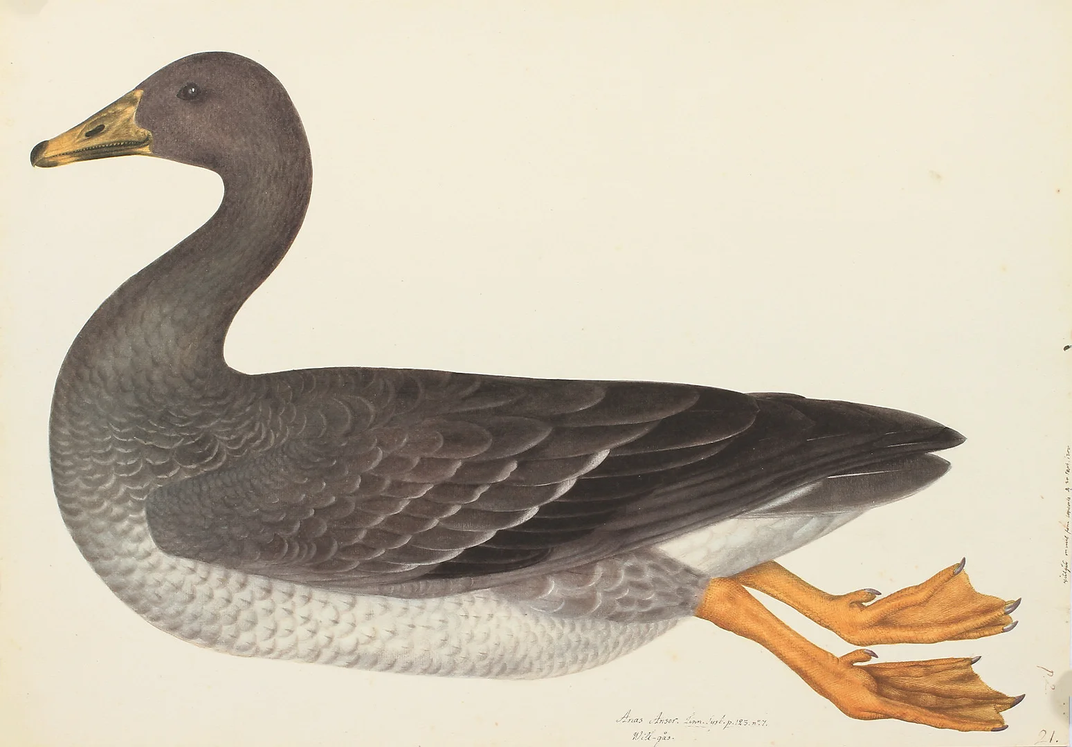 Swedish Bird Prints by Olof Rudbeck — MUSEUM OUTLETS