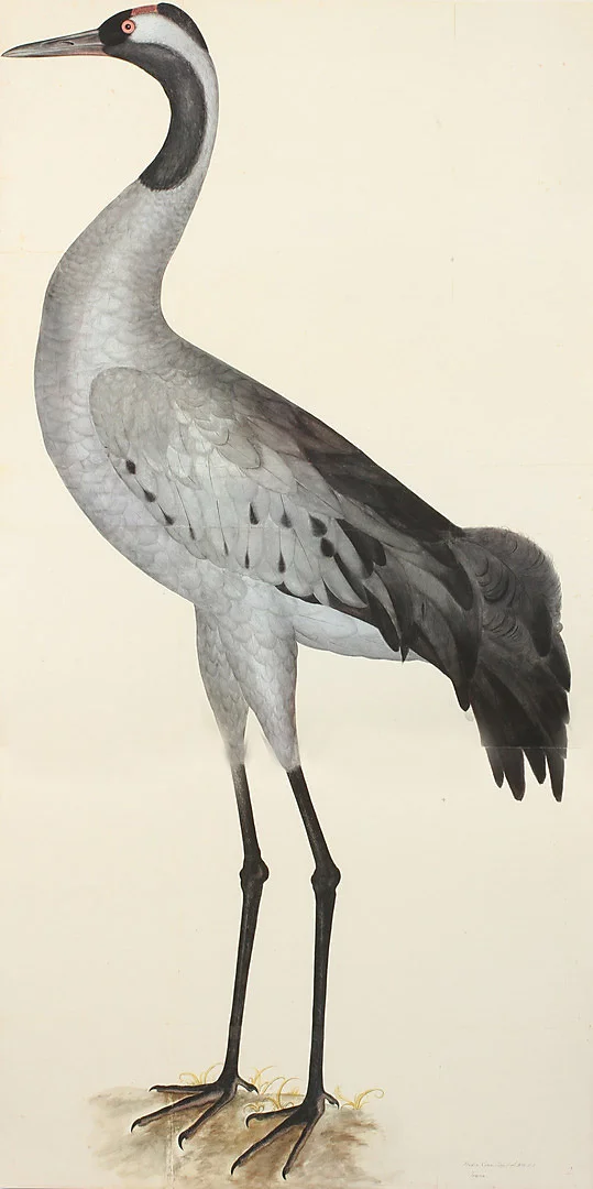 Olof Rudbeck Grey Heron Swedish Bird Prints — MUSEUM OUTLETS