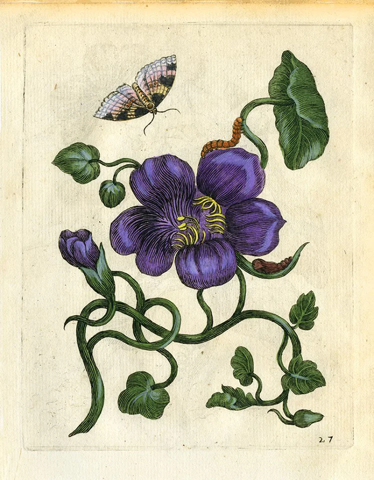 Antique Flower Drawings