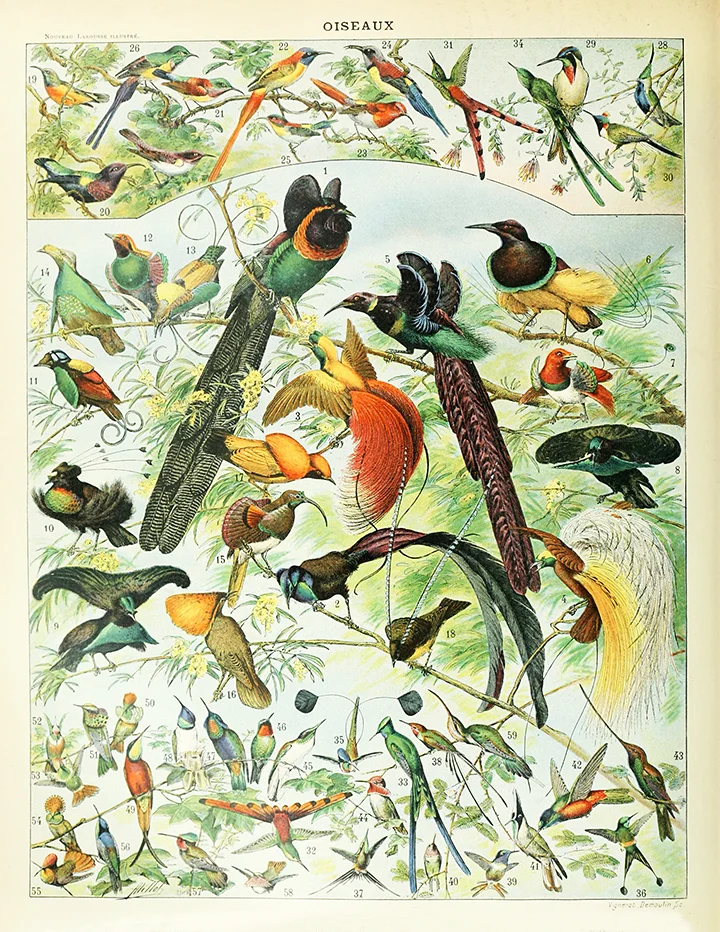 Vintage Bird Artwork Bird Birds Animal Vintage Art Illustration