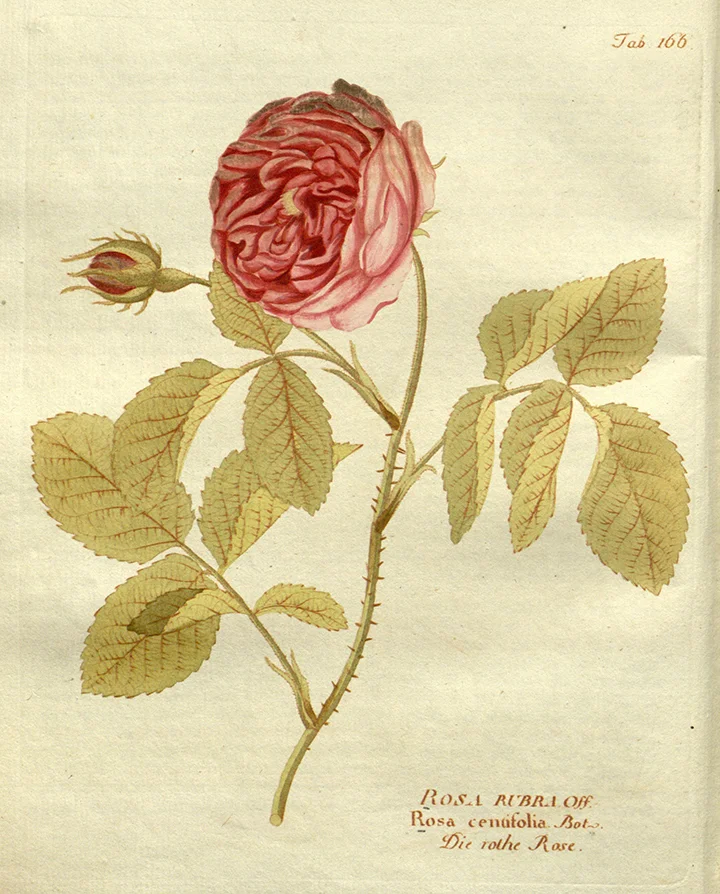 Rose Floral Antique Botanical Prints Wall Art MUSEUM OUTLETS rose-floral-antique-botanical-prints-wall-art-museum-outlets