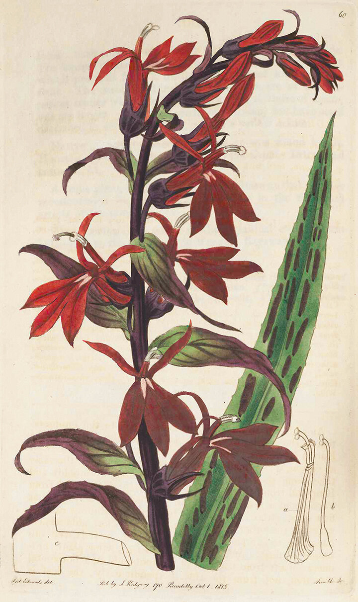 Antique Red Botanical Print — MUSEUM OUTLETS