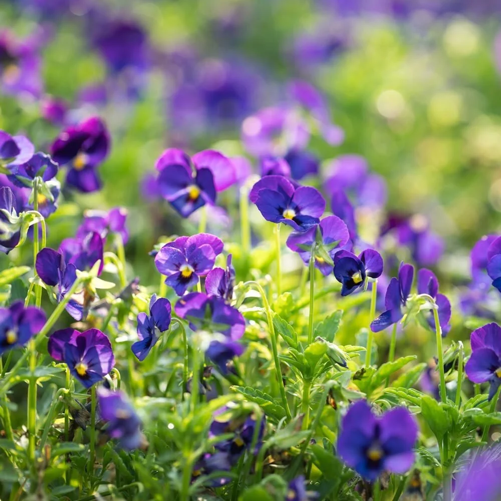 Zizzies Soy Candles — MUSEUM OUTLETS