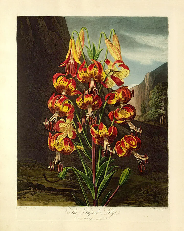 vintage botanical prints — MUSEUM OUTLETS