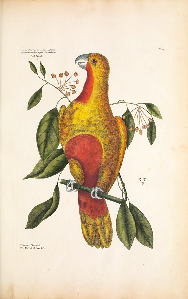 catesby parrot antique bird prints — MUSEUM OUTLETS