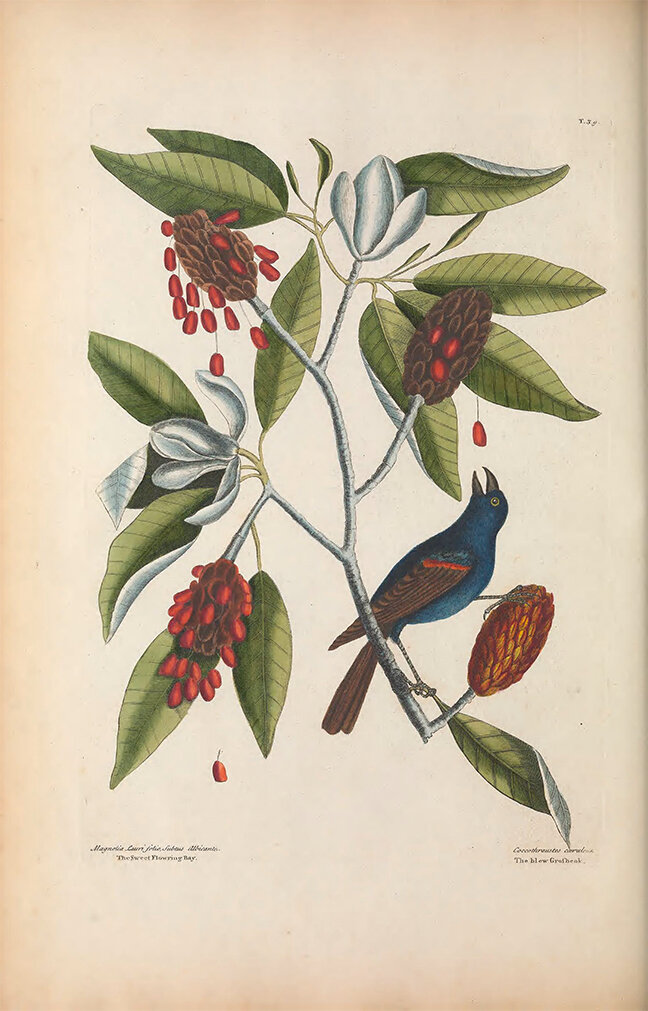 catesby blue bird with flowering bay antique bird prints — MUSEUM OUTLETS