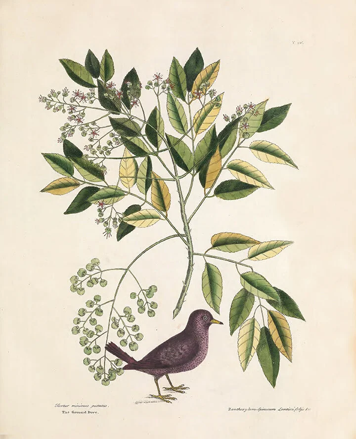 antique bird prints wall art — MUSEUM OUTLETS