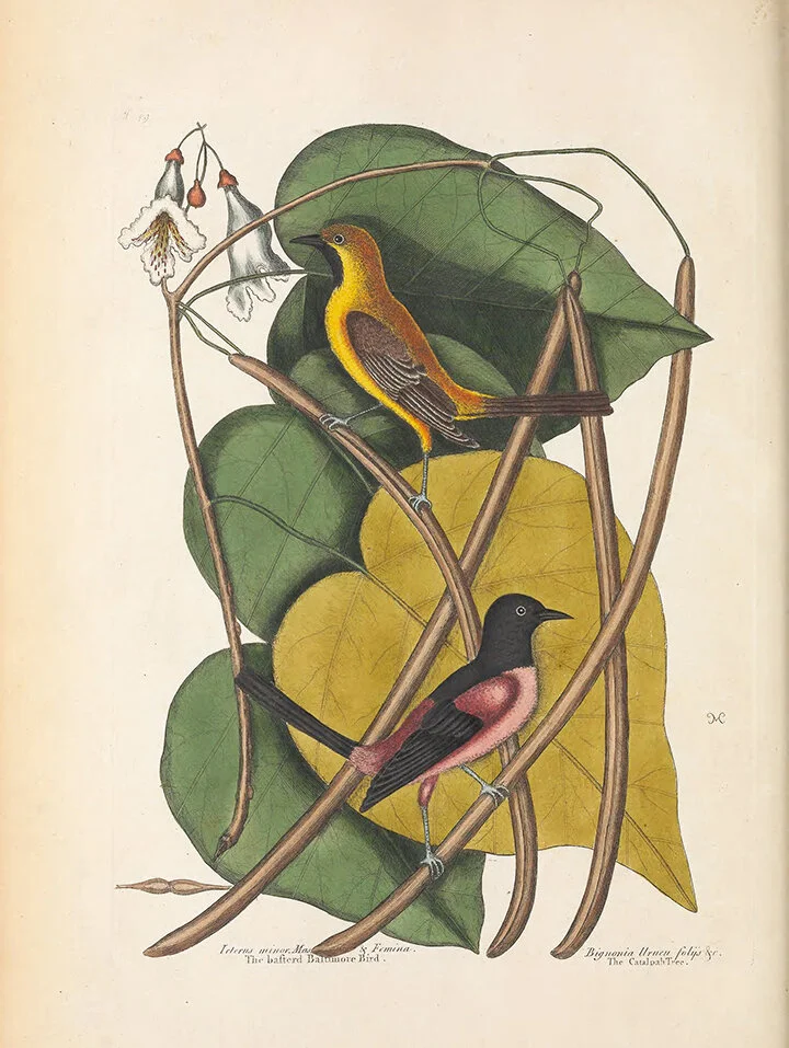 bafterd baltimore catesby antique bird print — MUSEUM OUTLETS