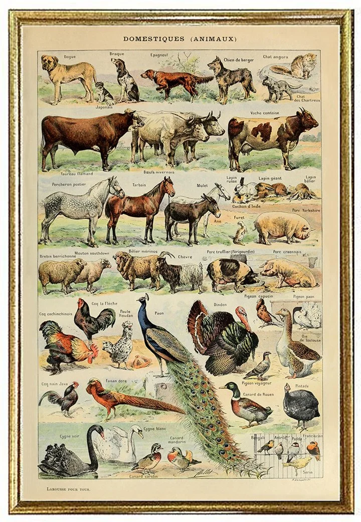 antique animal prints — MUSEUM OUTLETS