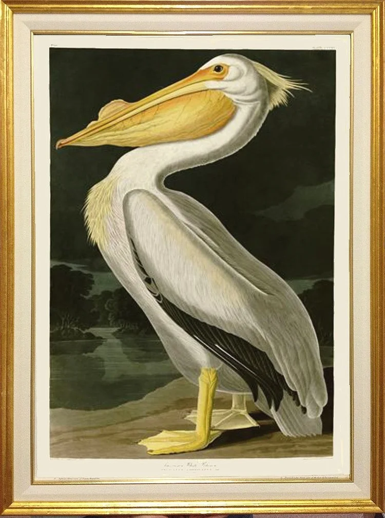 Pelican Art