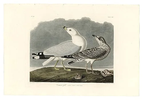 Black Backed Gull Audubon