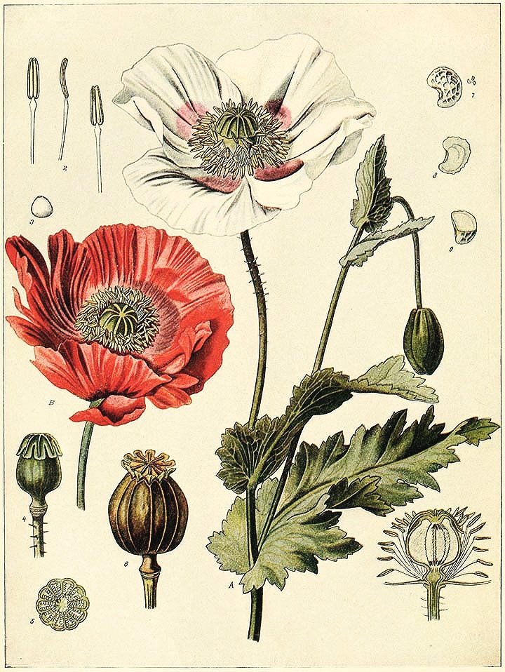 Old Botanical Illustration