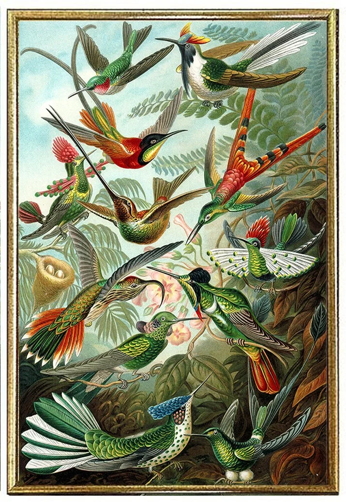 Vintage Bird Designs