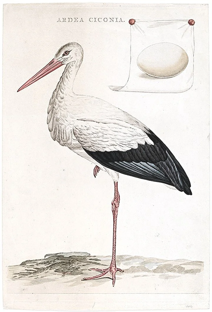 Stork Bird Drawing