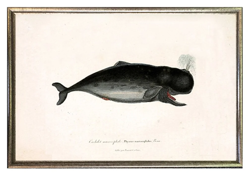 Vintage Whale Painting