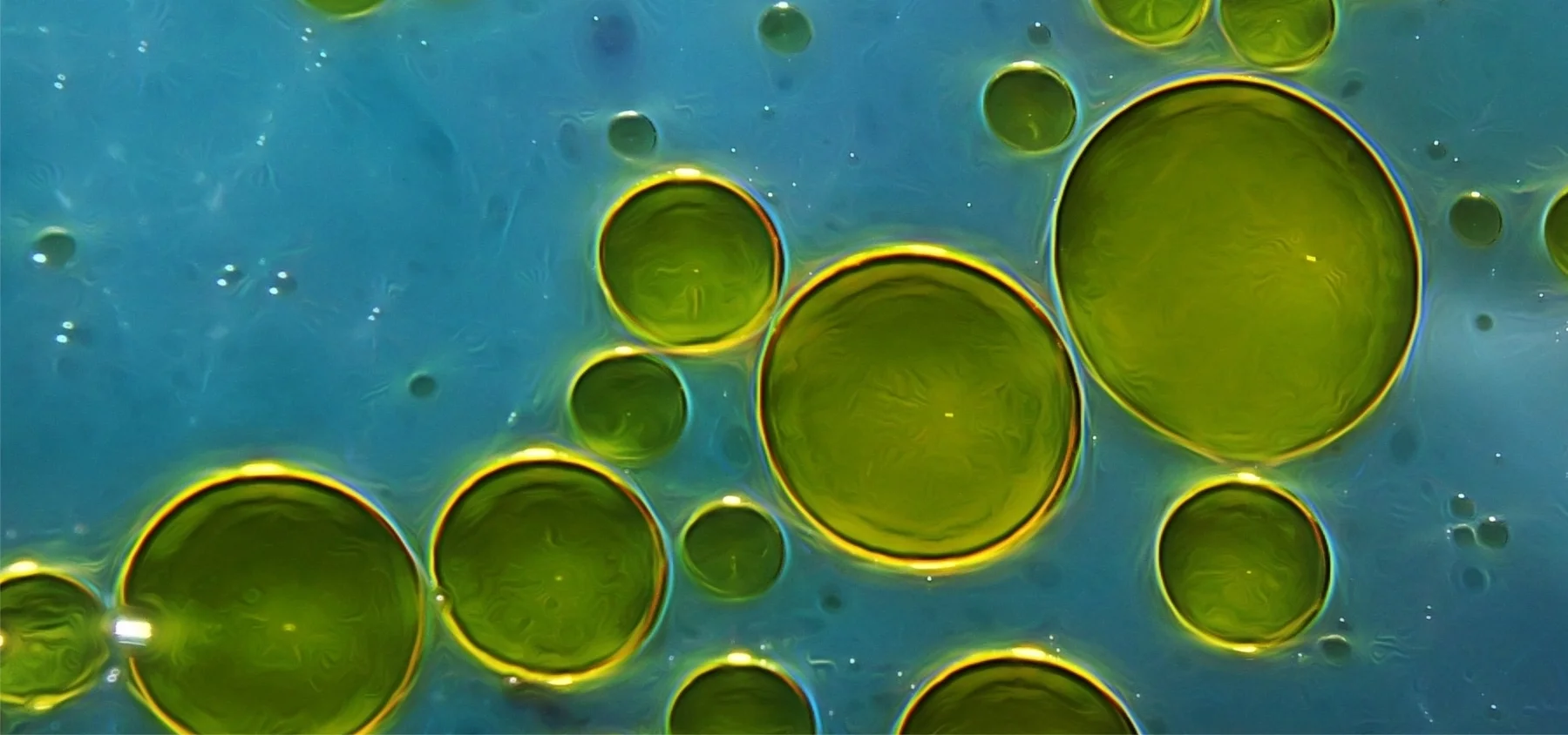 Vegetallis