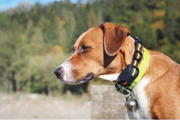 The Problem with Shock Collars in Dog Training | USA Dog Behavior, LLC